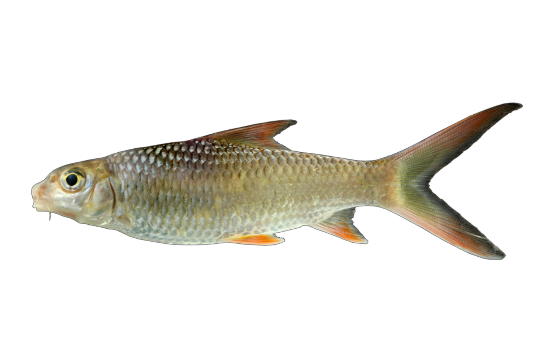 തദ്ദേശീയ മത്സ്യങ്ങളെ വീണ്ടെടുക്കാം: നൂതന പദ്ധതിയുമായി സർക്കാ ...