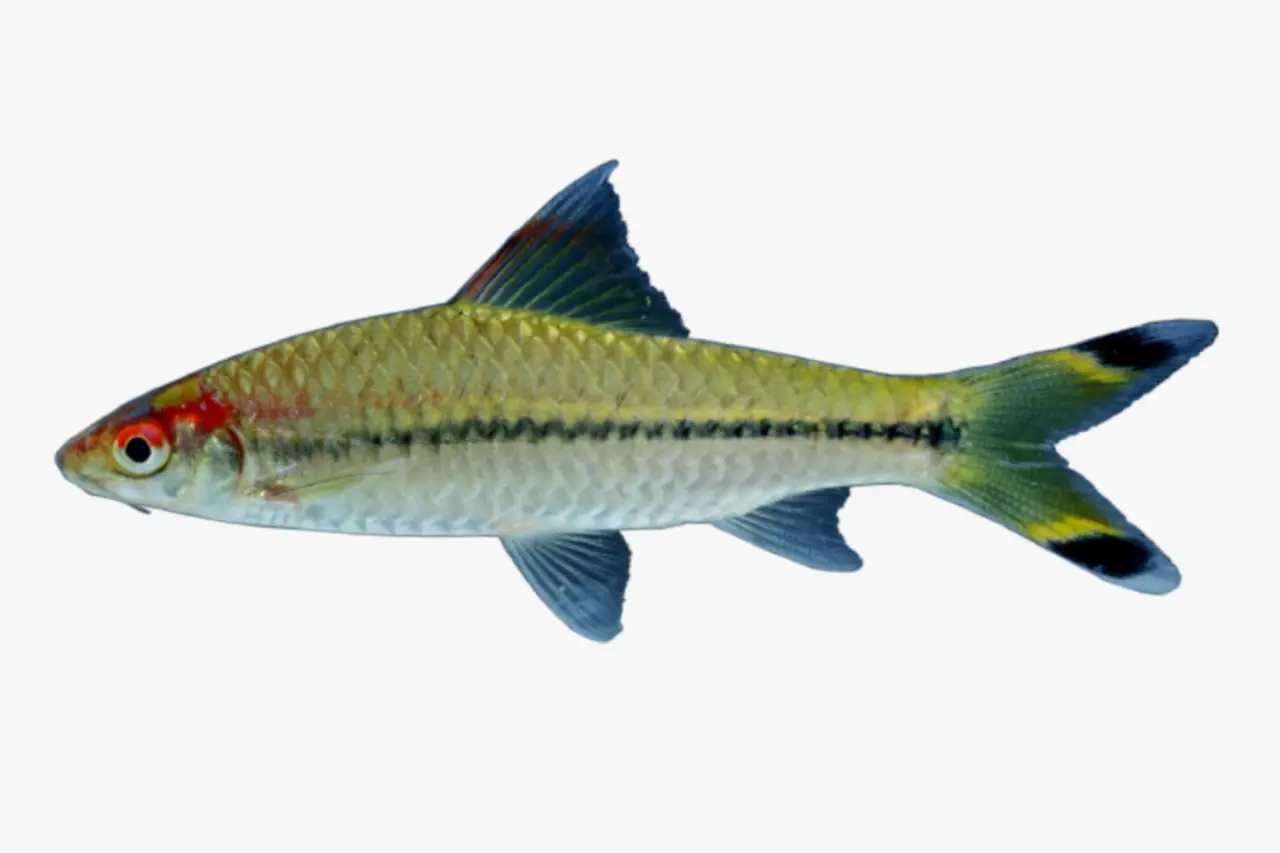 തദ്ദേശീയ മത്സ്യങ്ങളെ വീണ്ടെടുക്കാം: നൂതന പദ്ധതിയുമായി സർക്കാ ...