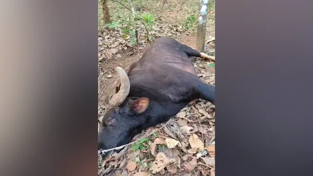മുണ്ടക്കയത്തെ തേക്കിൻ കൂപ്പിൽ കാട്ടുപോത്ത് ചത്ത നിലയിൽ - Deshabhimani