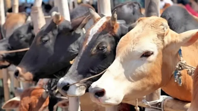 India Becomes World’s Second-Largest Beef Exporter Amid Cow Vigilante ...