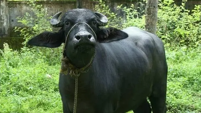 റബർത്തോട്ടത്തിൽ മേയാൻ വിട്ട പോത്തിനെ അറുത്ത് ഇറച്ചിയാക്കി കടത്തി; സംഭവം ...