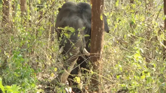 Two Injured in Wild Elephant Attack in Kerala - Deshabhimani
