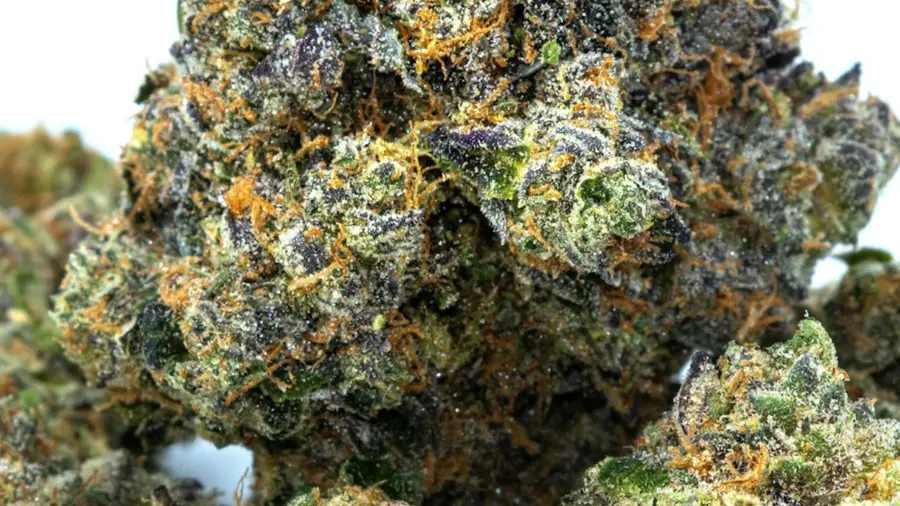 5 കോടിയുടെ ഹൈബ്രിഡ് കഞ്ചാവുമായി വിദ്യാർഥികൾ പിടിയിൽ - Deshabhimani