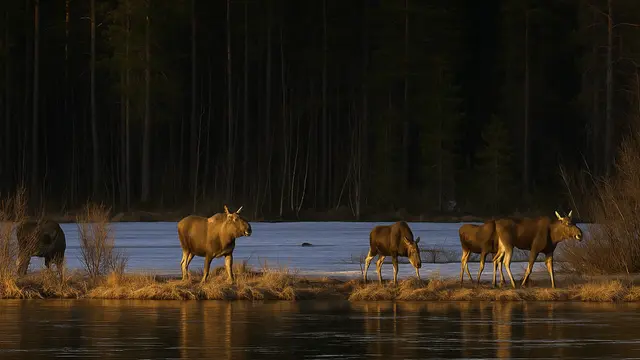 Sweden’s Great Moose Migration: Nature’s Slow Spectacle Captivating ...