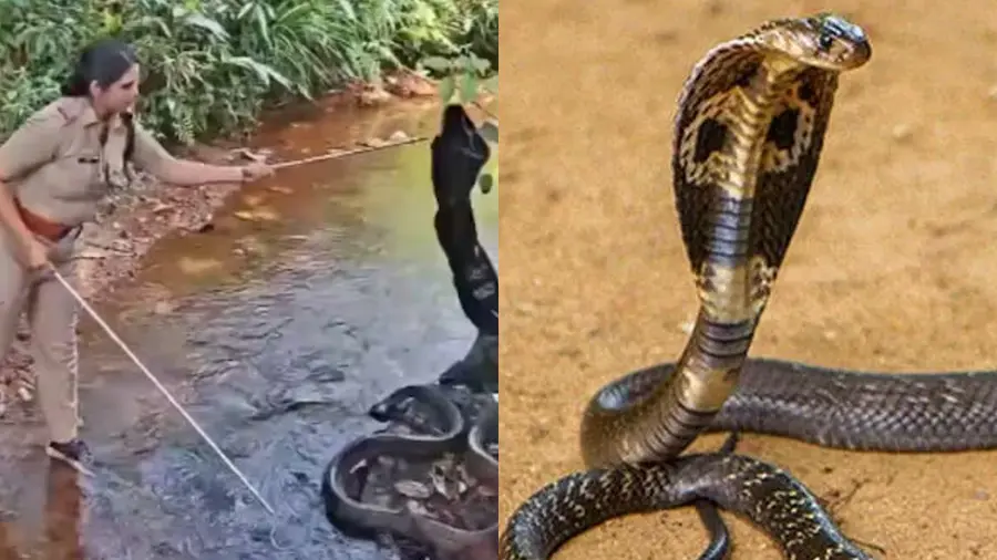 വേനൽ കടുക്കുമ്പോൾ മറിഞ്ഞിരിക്കുന്ന അപകടം; എടുക്കാം ചില മുൻകരുതലുക ...
